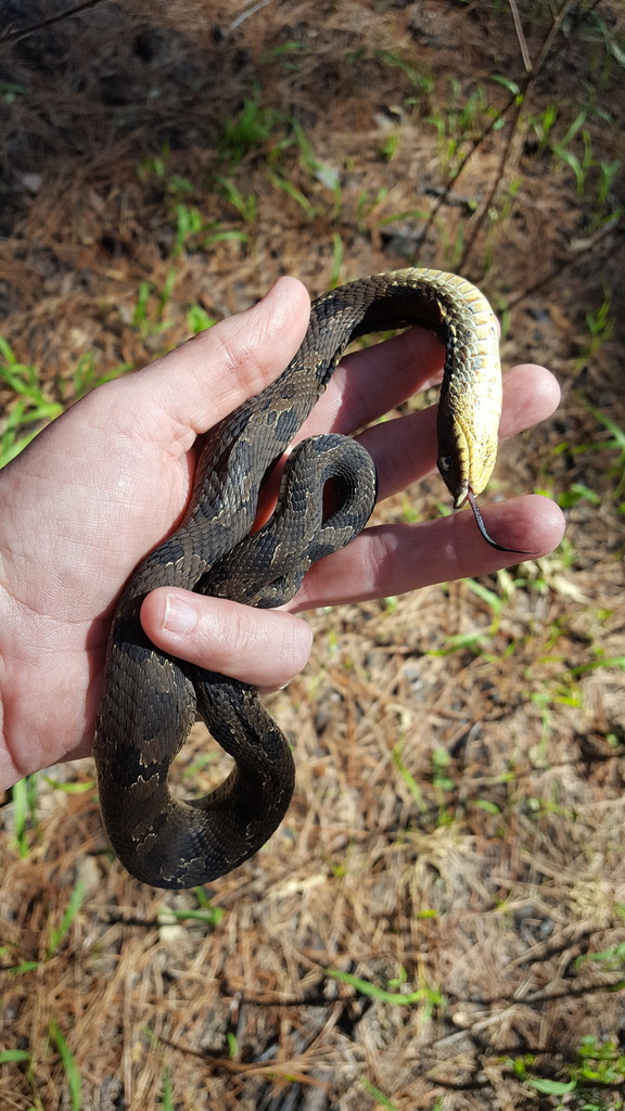 Eastern Hognose Snake from Montgomery County, TX, USA on April 19, 2019 ...