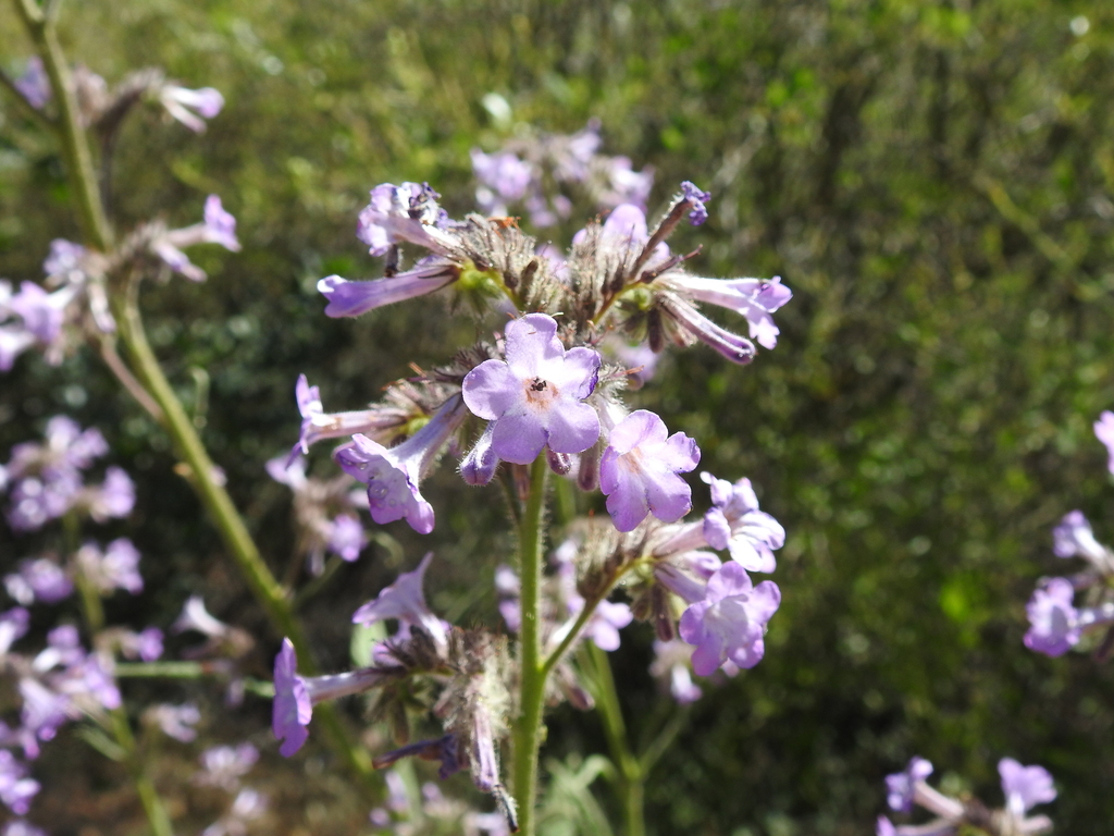 Poodle-dog bush from San Diego County, CA, USA on June 16, 2024 at 08: ...