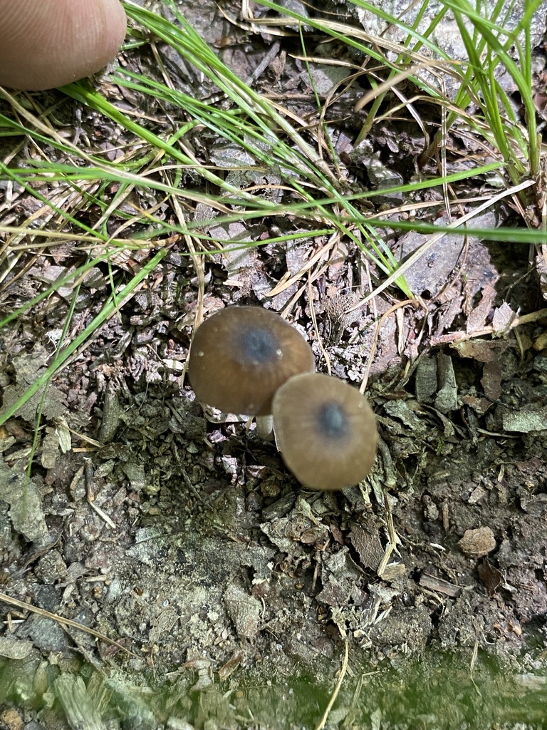 Hydropus in June 2024 by Jim Oehmke · iNaturalist