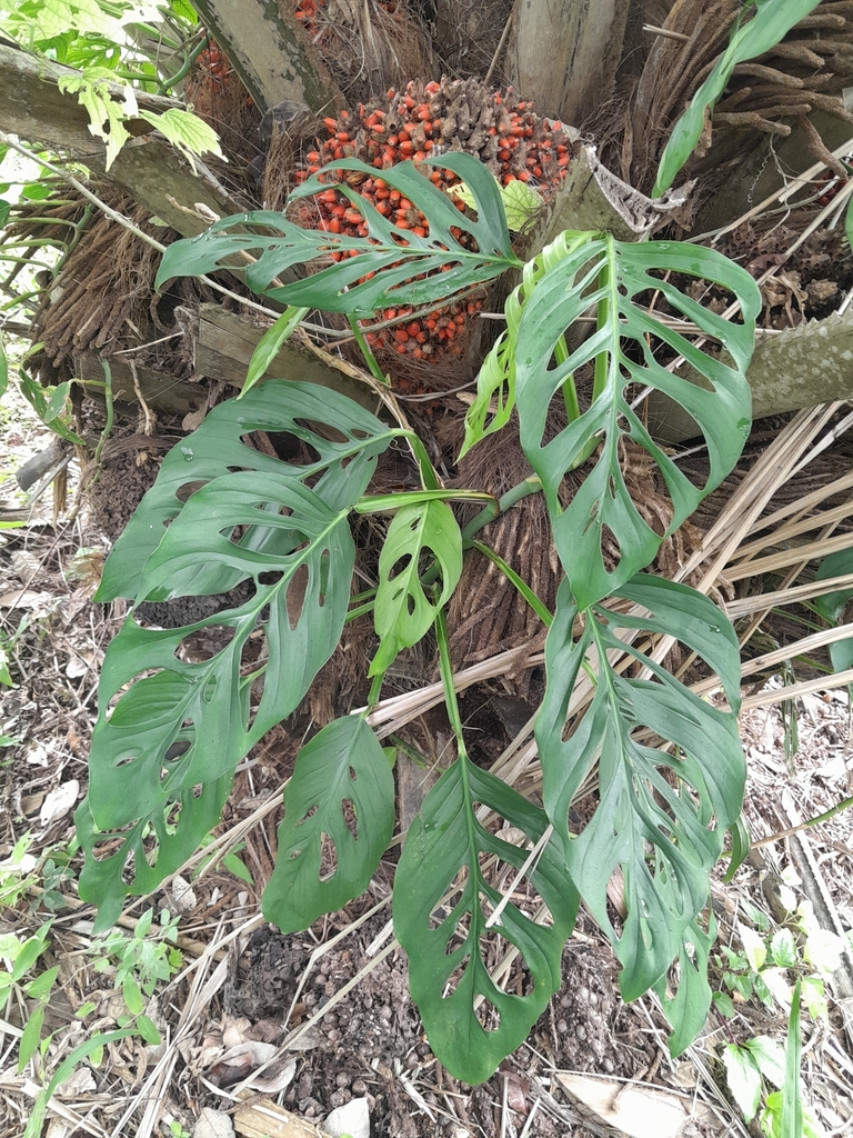Swiss cheese-plant from Capira, Provincia de Panamá Oeste, Panamá on ...