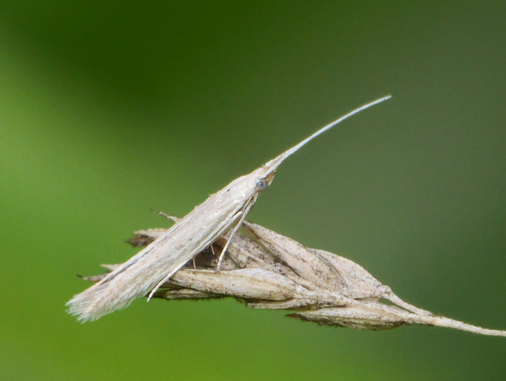 Dame's Rocket Moth from Timiskaming District, ON, Canada on July 31 ...