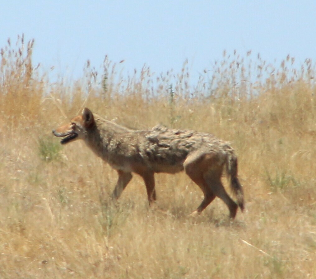 Coyote from San Diego County, CA, USA on June 16, 2024 at 10:23 AM by ...