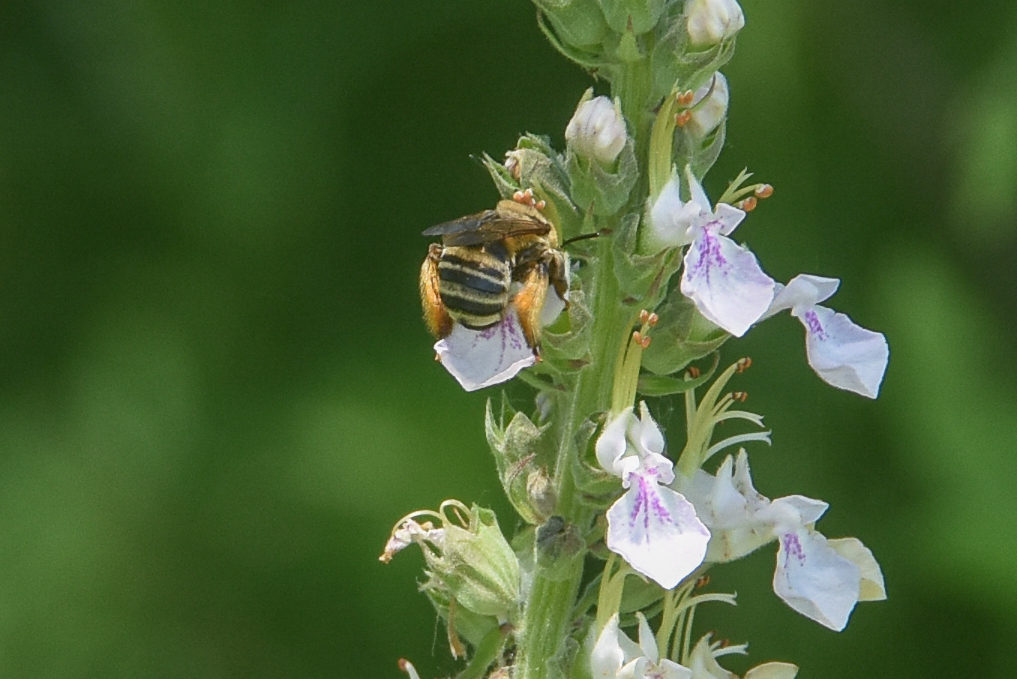 Common Longhorn Bee from Keystone Ramp Park, Tulsa County, OK, USA on ...