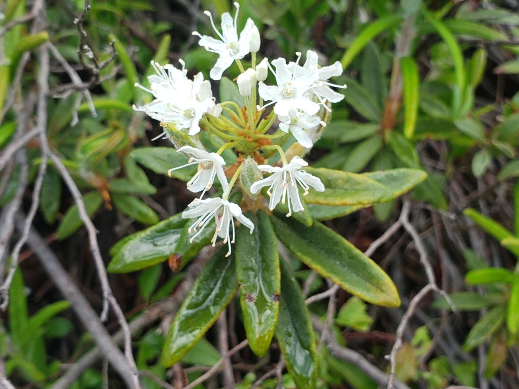 Bog Labrador Tea from Heron Bay, ON P0T 1R0, Canada on June 13, 2024 at ...