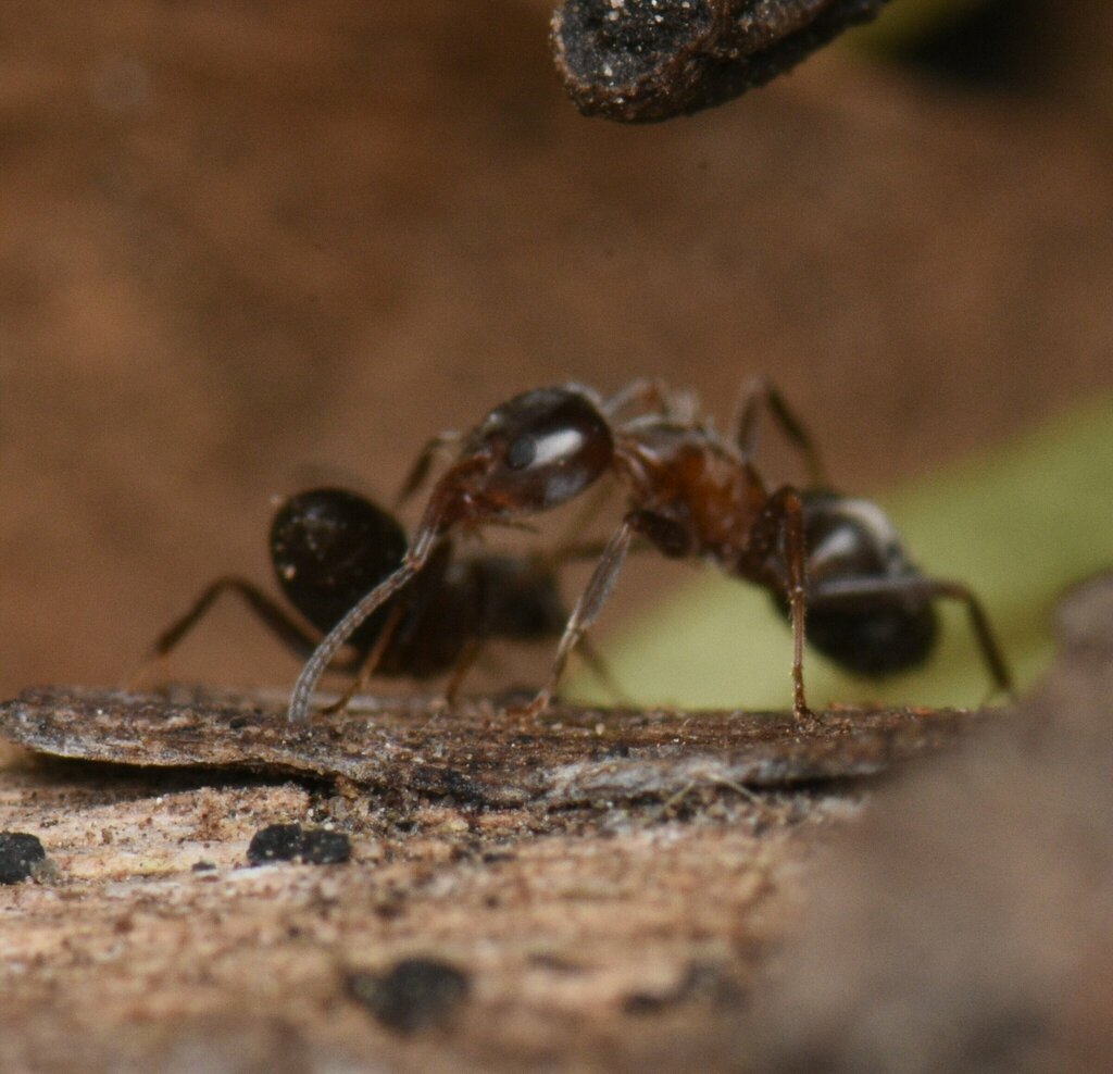 Western Velvety Tree Ant from Central San Jose, San Jose, CA, USA on ...