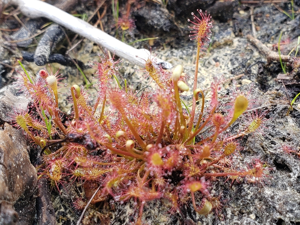 round-leaved sundew from Heron Bay, ON P0T 1R0, Canada on June 13, 2024 ...