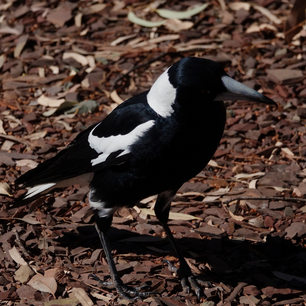 Australian Magpie from Flinders Ranges SA 5434, Australia on May 19 ...