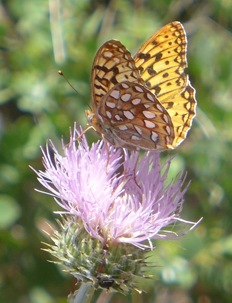 Coronis Fritillary (Bugs of Rifle Falls, Rifle Gap, and Harvey Gap ...