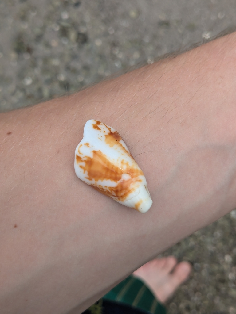 True Conchs from Nicoya, CR-GU, CR on June 16, 2024 at 11:20 AM by ...