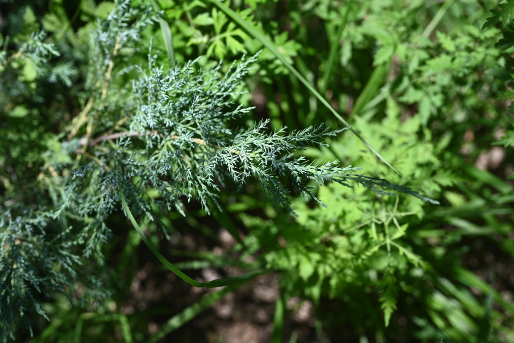Chinese juniper from 中国北京市房山区 on June 16, 2024 at 10:50 AM by 红梅 ...