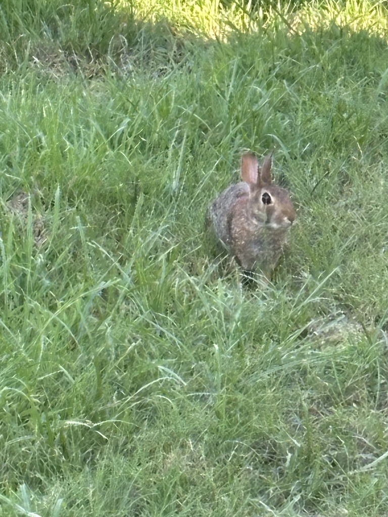 Eastern Cottontail from W Johnson St, Hewitt, TX, US on June 15, 2024 ...