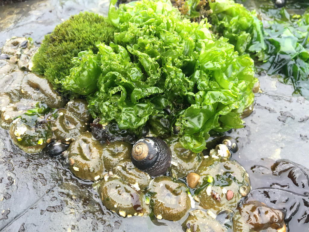 Broadleaf Sea Lettuce (Ulva lactuca) - Botanical Realm