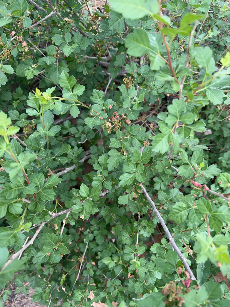 fragrant sumac from Boulder County, US-CO, US on June 15, 2024 at 12:35 ...