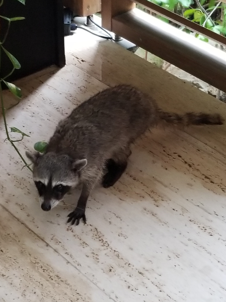 Common Raccoon from P286+28, 77740 Marina Maroma, Q.R., Mexico on June ...