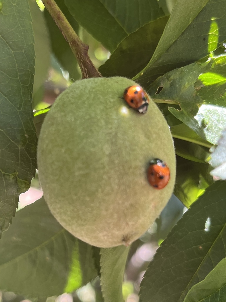 Seven-spotted Lady Beetle from Alta Mesa Rd, Wilton, CA, US on June 16 ...