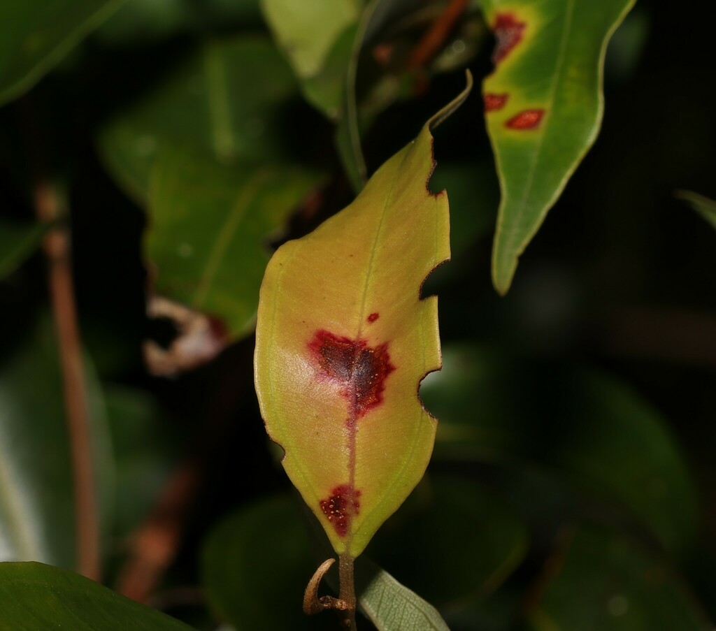 Myrtle Rust from The Head QLD 4373, Australia on June 16, 2024 at 10:58 ...