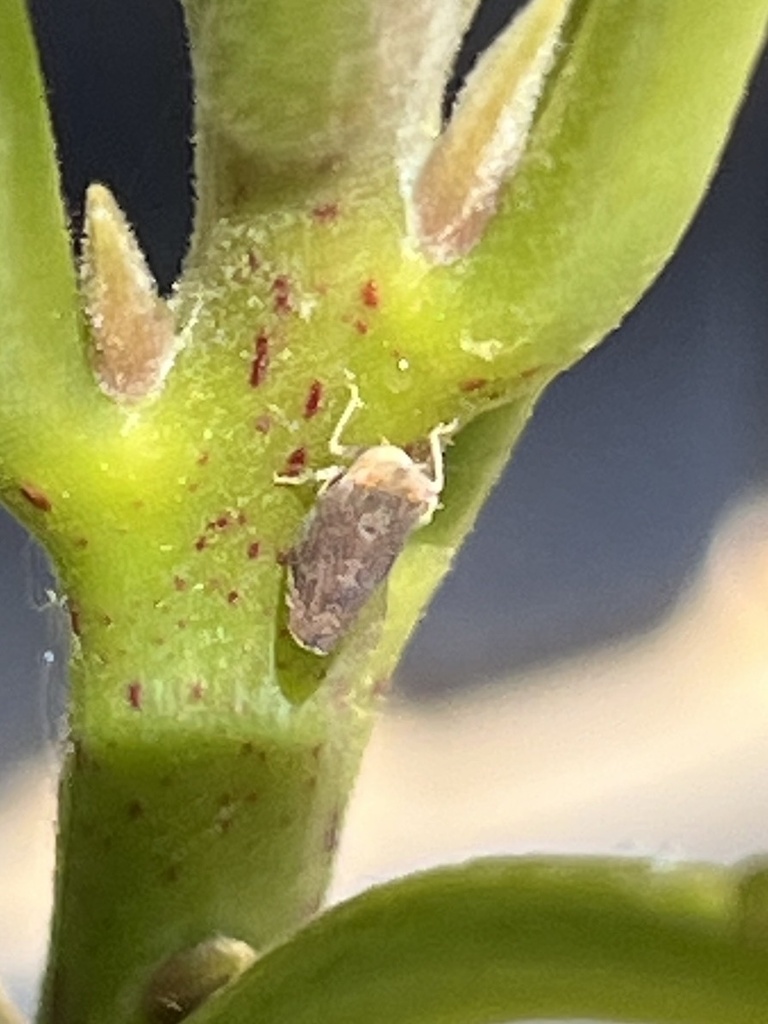 Deltocephalinae from Alta Mesa Rd, Wilton, CA, US on June 16, 2024 at ...