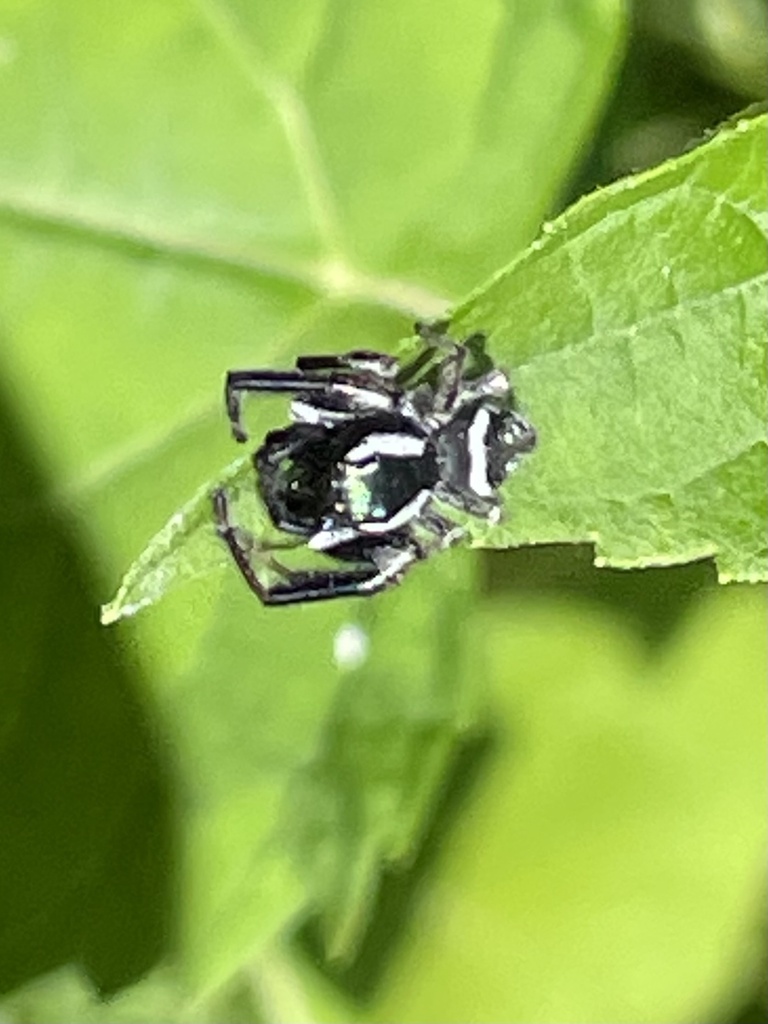 Golden Jumping Spider from Queenstown, MD, US on June 15, 2024 at 11:54 ...
