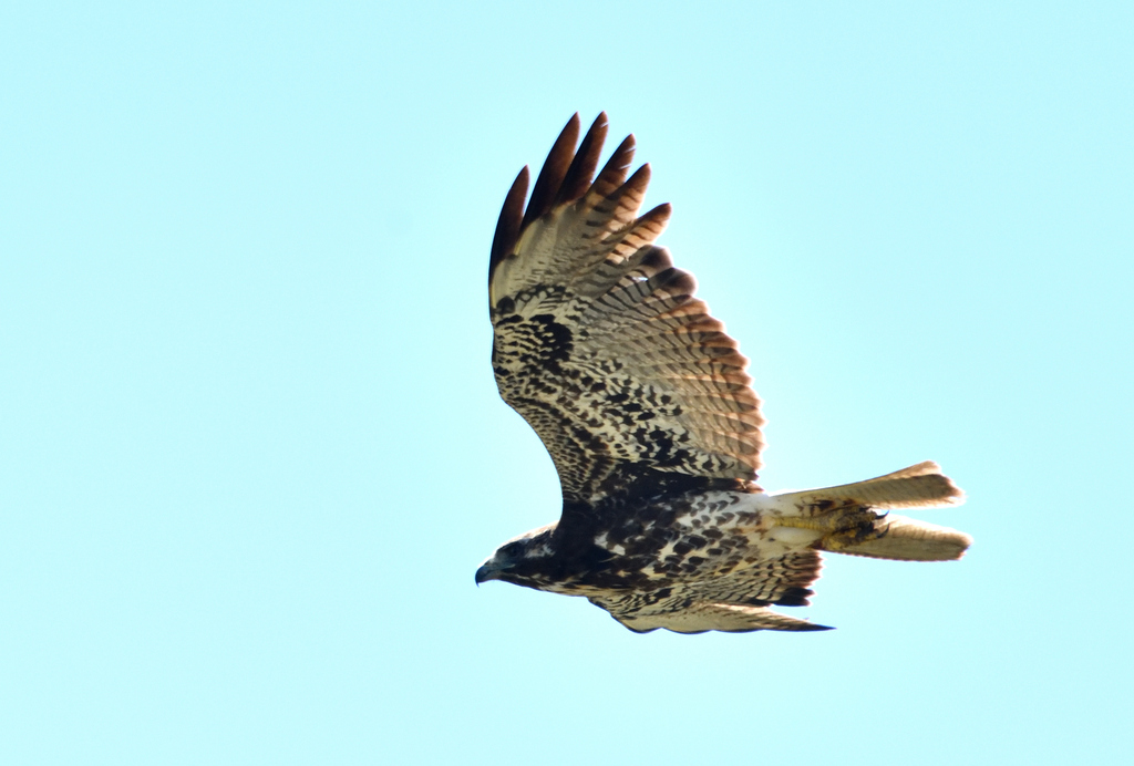 White-tailed Hawk from Linares, N.L., México on June 16, 2024 at 09:53 ...