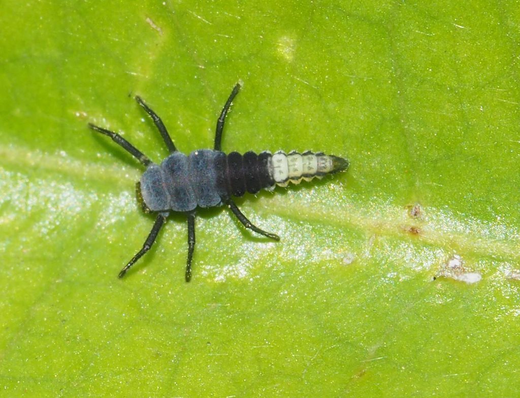 Lady Beetles from 2 Cedar St, Yungaburra QLD 4884, Australia on ...