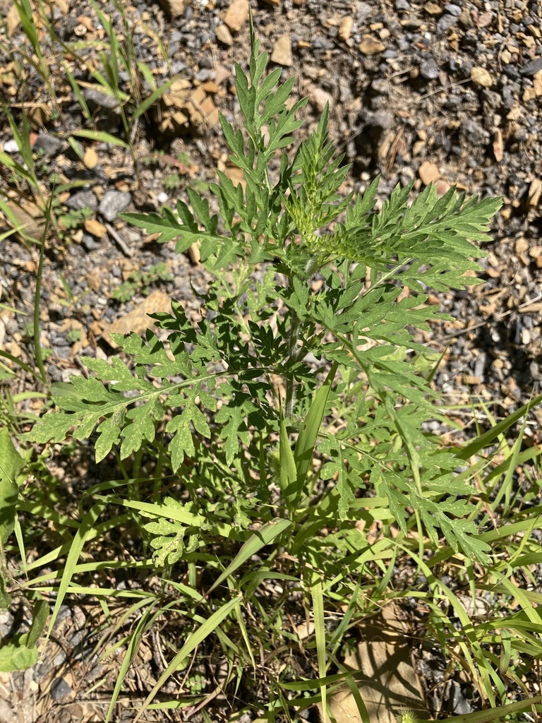 common ragweed from Hoop Pole Rd, Little Orleans, MD, US on June 16 ...