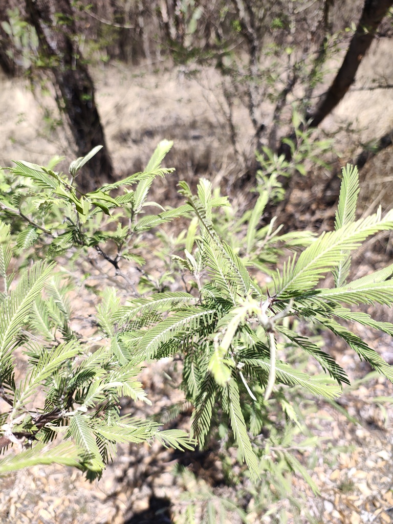 fern-leaf acacia from División del Nte., 58218 Morelia, Mich., México ...