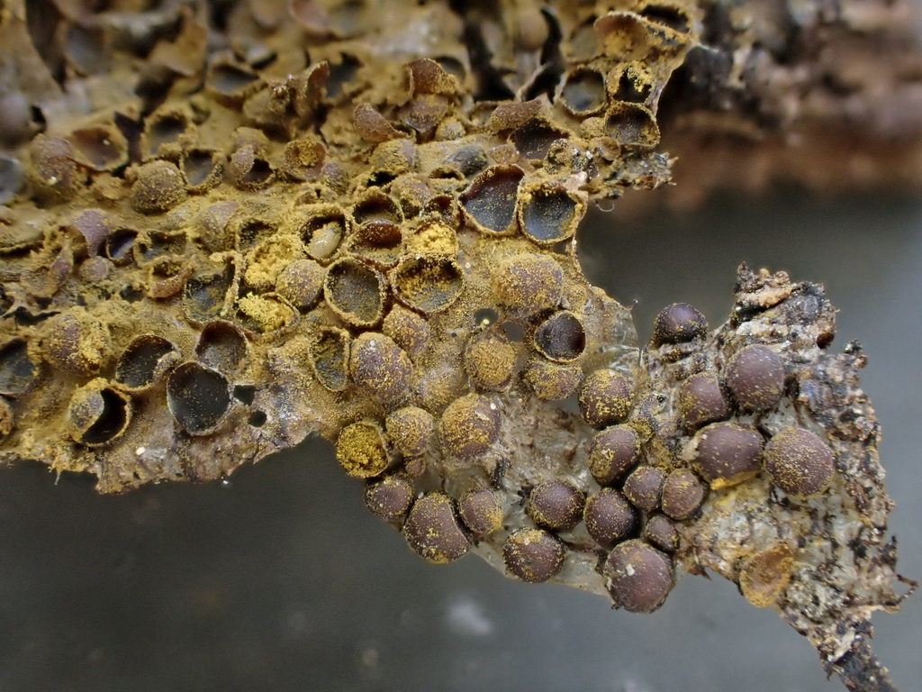 Perichaena corticalis from Squamish-Lillooet, BC, Canada on June 9 ...