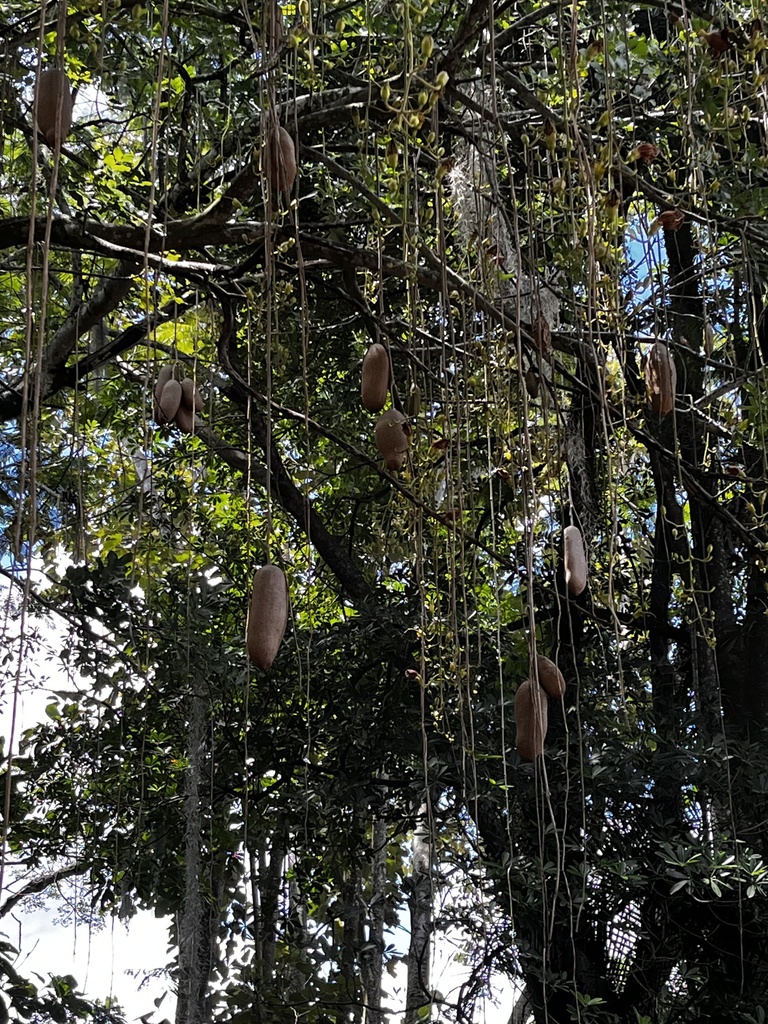 Sausage tree from Cypress Gardens, Winter Haven, FL, US on June 15 ...