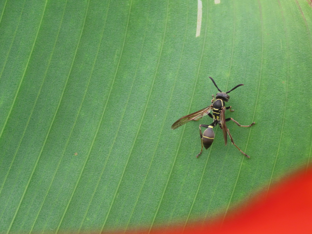 Long-waisted Paper Wasps from Jaramillo, Provincia de Chiriquí, Panamá ...