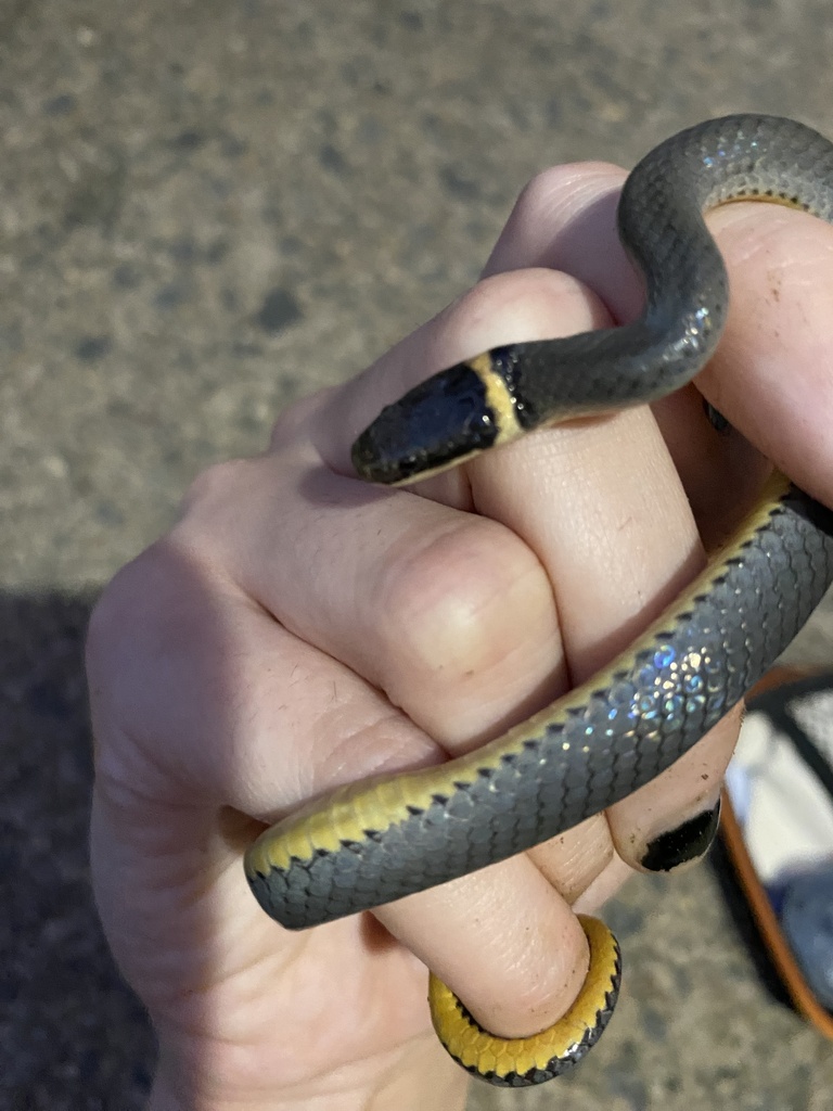 Northern Ringneck Snake in June 2024 by saturniidays · iNaturalist