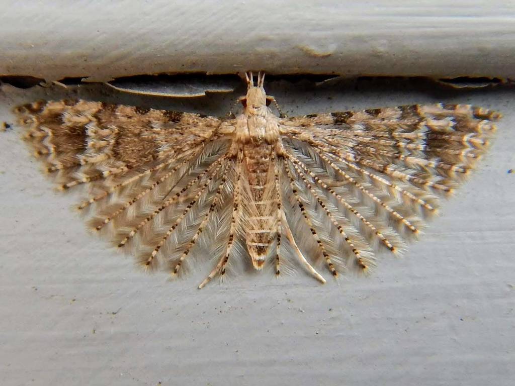 Montana Six-plume Moth from Lake County, MN, USA on May 21, 2019 at 09: ...