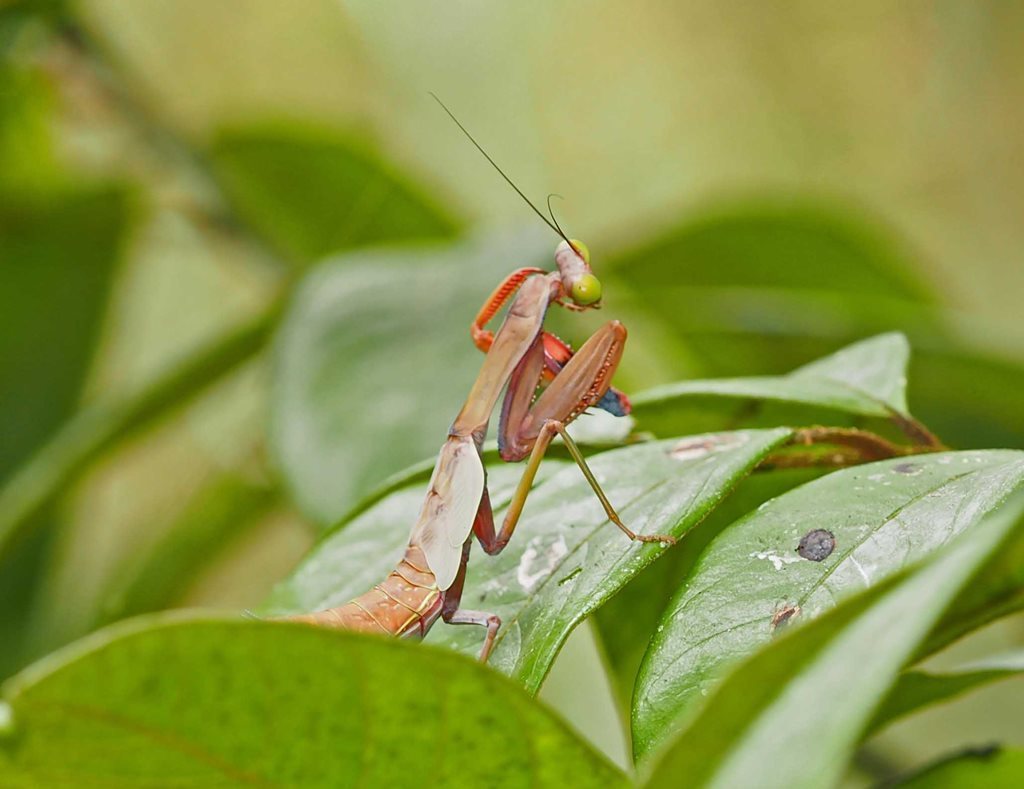 giant rainforest mantis from 18 Bunya St, Yungaburra QLD 4884 ...
