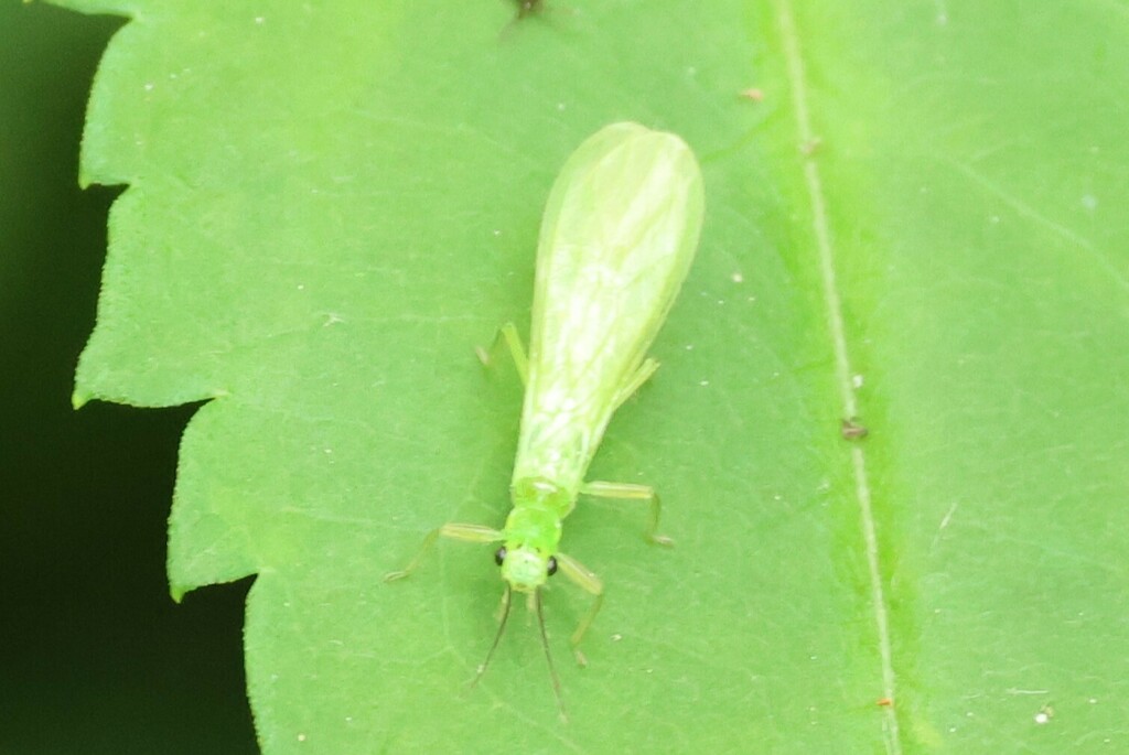 Alloperla in June 2024 by mistycal · iNaturalist