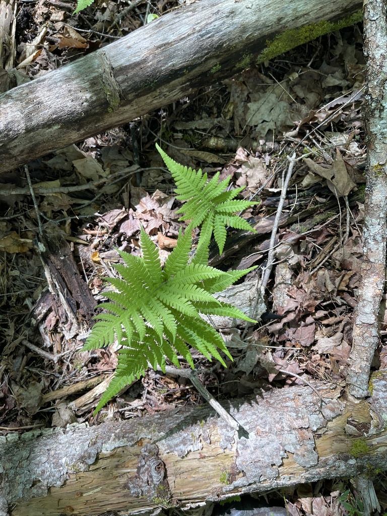 long beech fern from Gillis Lake, NS, Canada on June 14, 2024 at 10:35 ...