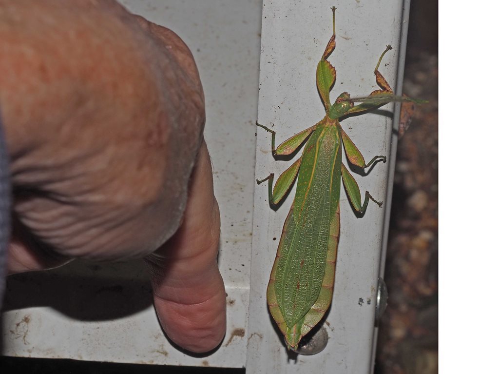 Australian Leaf Insect in February 2017 by Linda Rogan EntSocVic ...