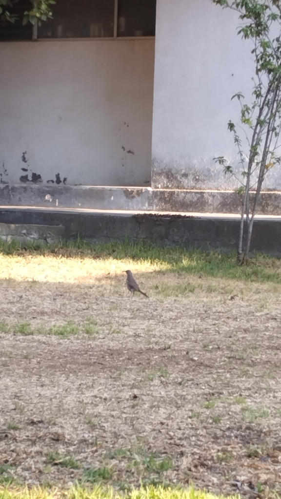 Curve-billed Thrasher from Cuautepec de Hinojosa, MX-HI, MX on June 16 ...