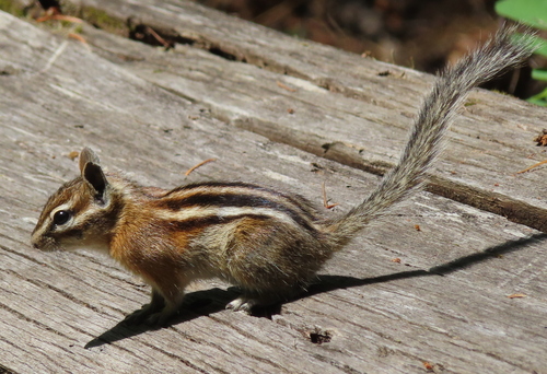 Gray-tailed Chipmunk (Subspecies Neotamias amoenus canicaudus ...