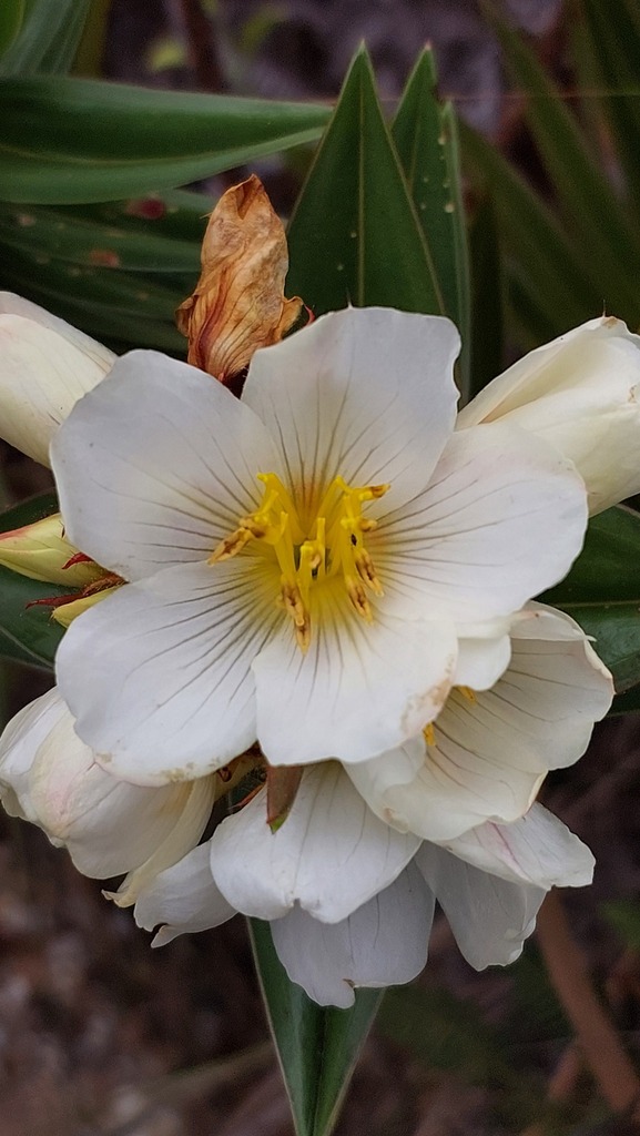 (Microlicia gentianoides) - Botanical Realm