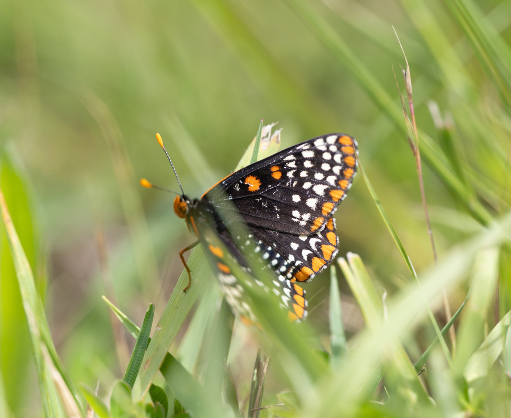Baltimore Checkerspot from Falmouth, MA, USA on June 15, 2024 at 11:25 ...