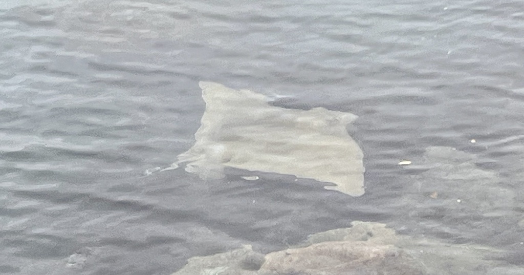 Australian Bull Ray from Wellington Waterfront Walk, Wellington ...