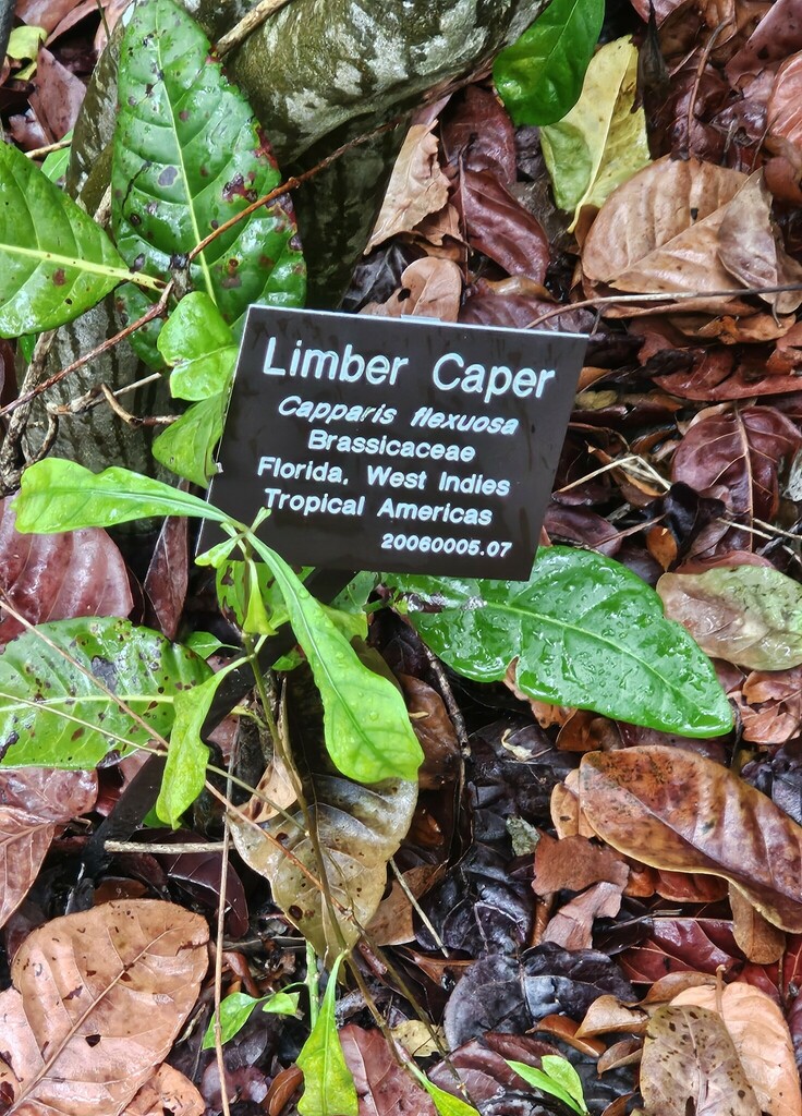 bay-leaved caper from Key West Tropical Forest & Botanical Garden, Key ...
