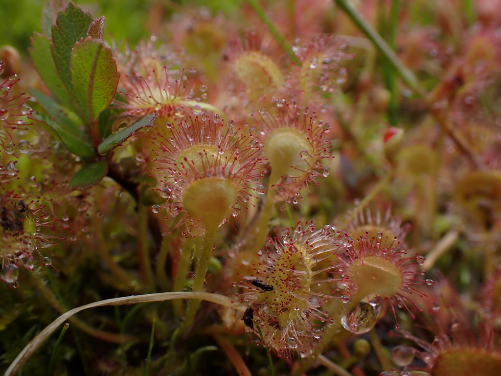 round-leaved sundew from West Vancouver, BC, Canada on June 16, 2024 at ...