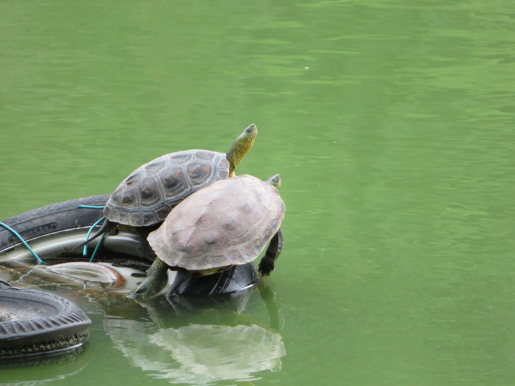 Common thread turtle from 558台灣南投縣鹿谷鄉 on June 16, 2024 at 01:10 PM by ...