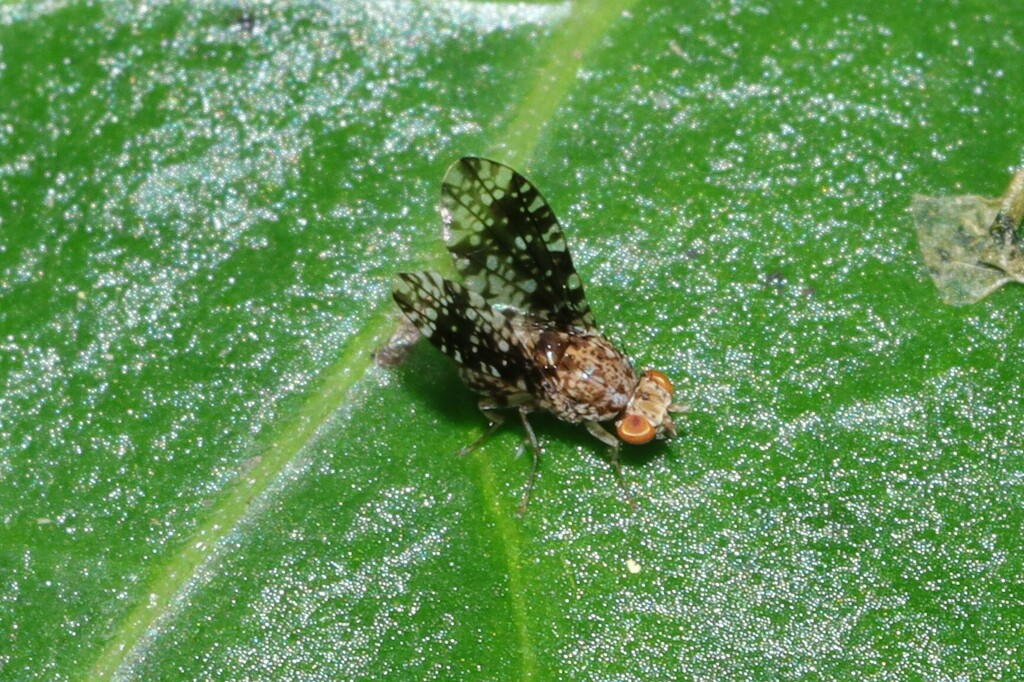 Homoneura trypetoptera from 杭州植物园 on June 15, 2024 at 03:20 PM by Yan ...