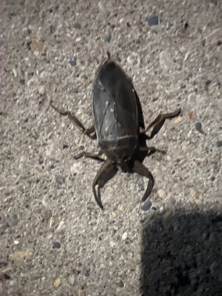 American Giant Water Bug in June 2024 by greenscene20 · iNaturalist