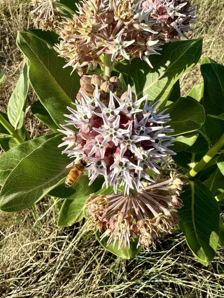 showy milkweed from Westerly Creek Trail, Denver, CO, US on June 16 ...
