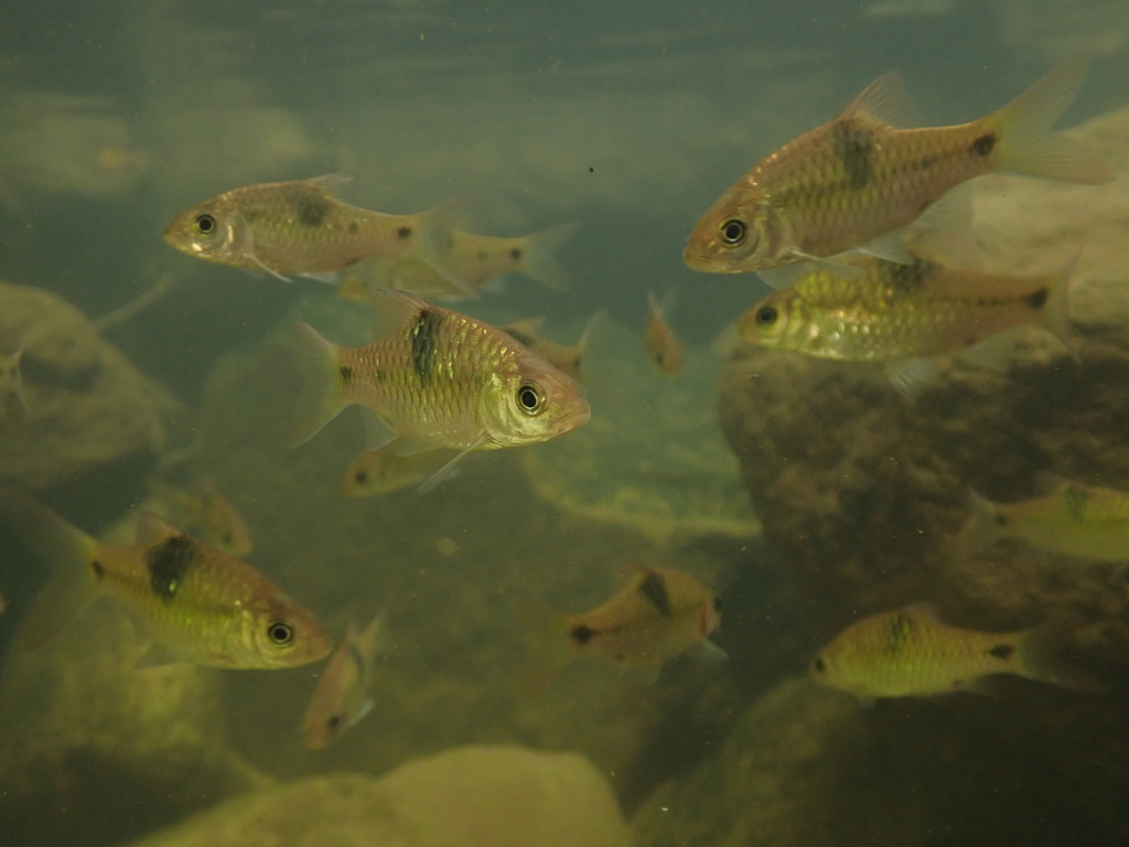 Saddle Barb (Barbodes sellifer) - Marine Life Identification
