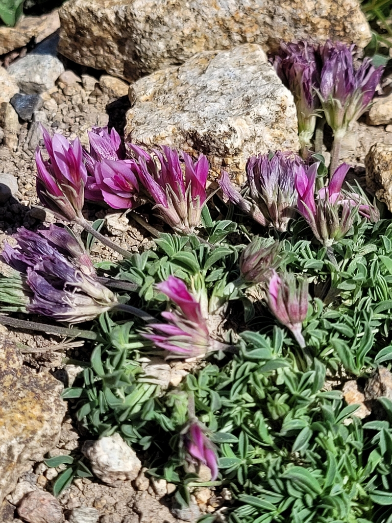 whiproot clover from Garfield County, UT, USA on June 14, 2024 at 10:51 ...