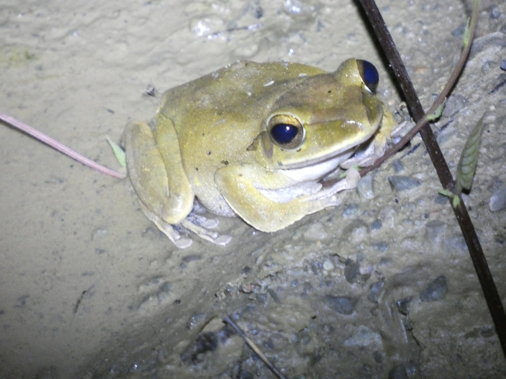 Spot-legged Tree Frog from Sai Yok, Sai Yok District, Kanchanaburi ...