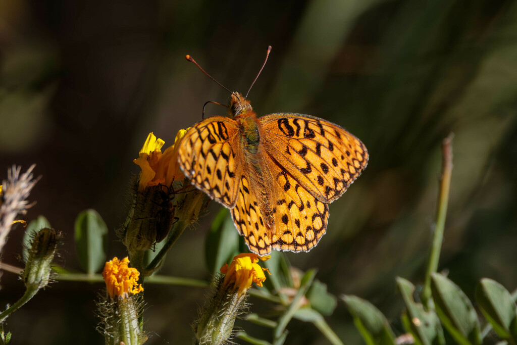 Coronis Fritillary from Kittitas County, WA, USA on June 15, 2024 at 08 ...